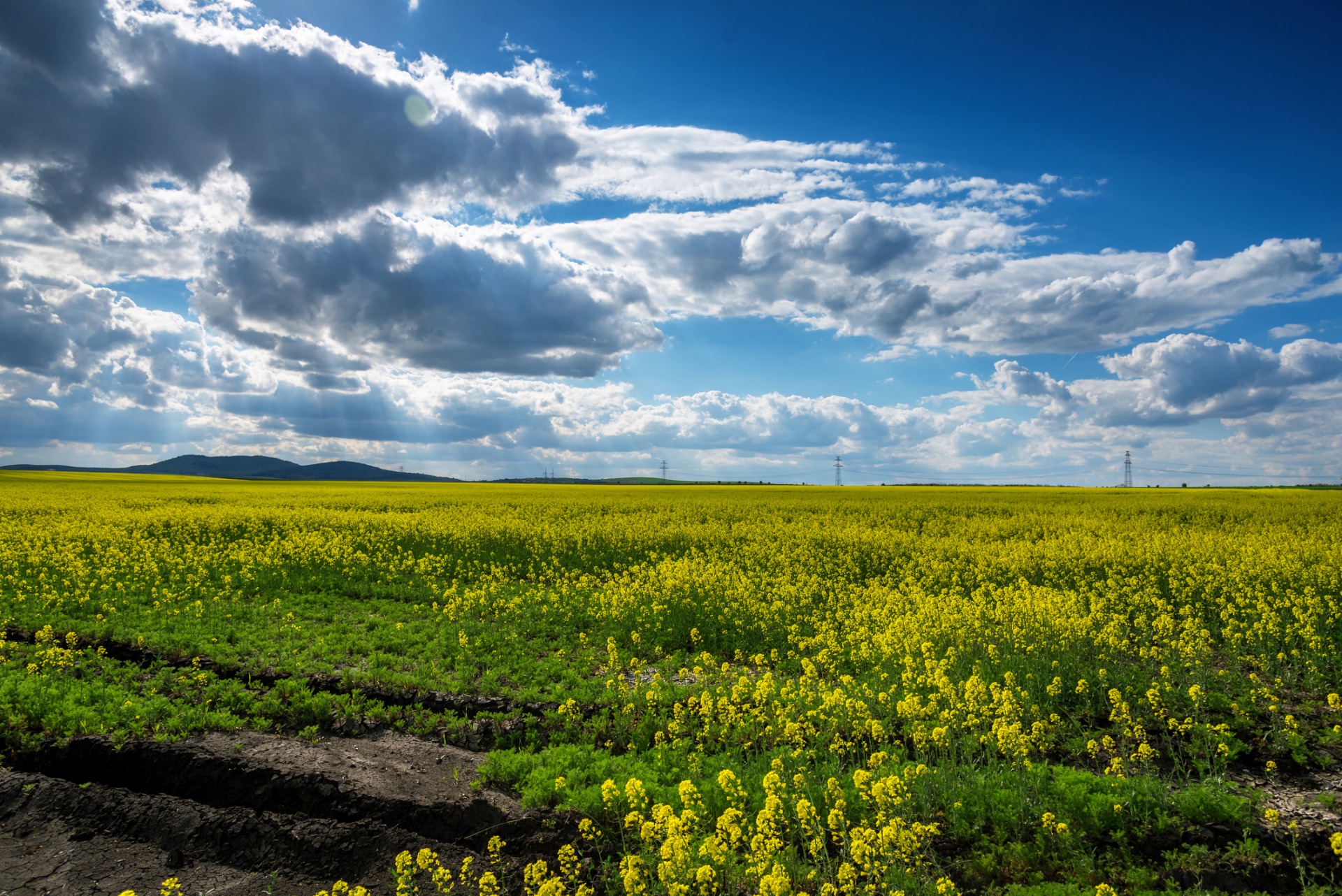 Když řepka zaplaví velké plochy, škodí přírodě, říká odborník